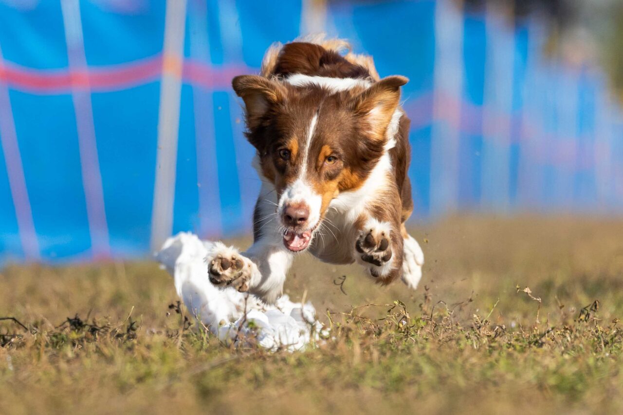 Black Knights Coursing - All Breed Lure Coursing